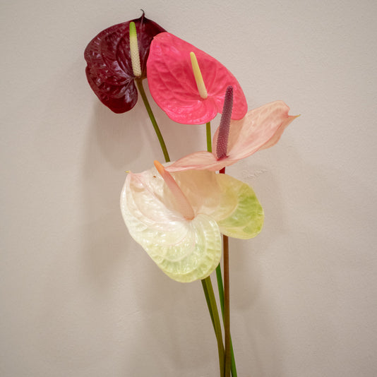 ANTHURIUM MIXED – Maison Garden