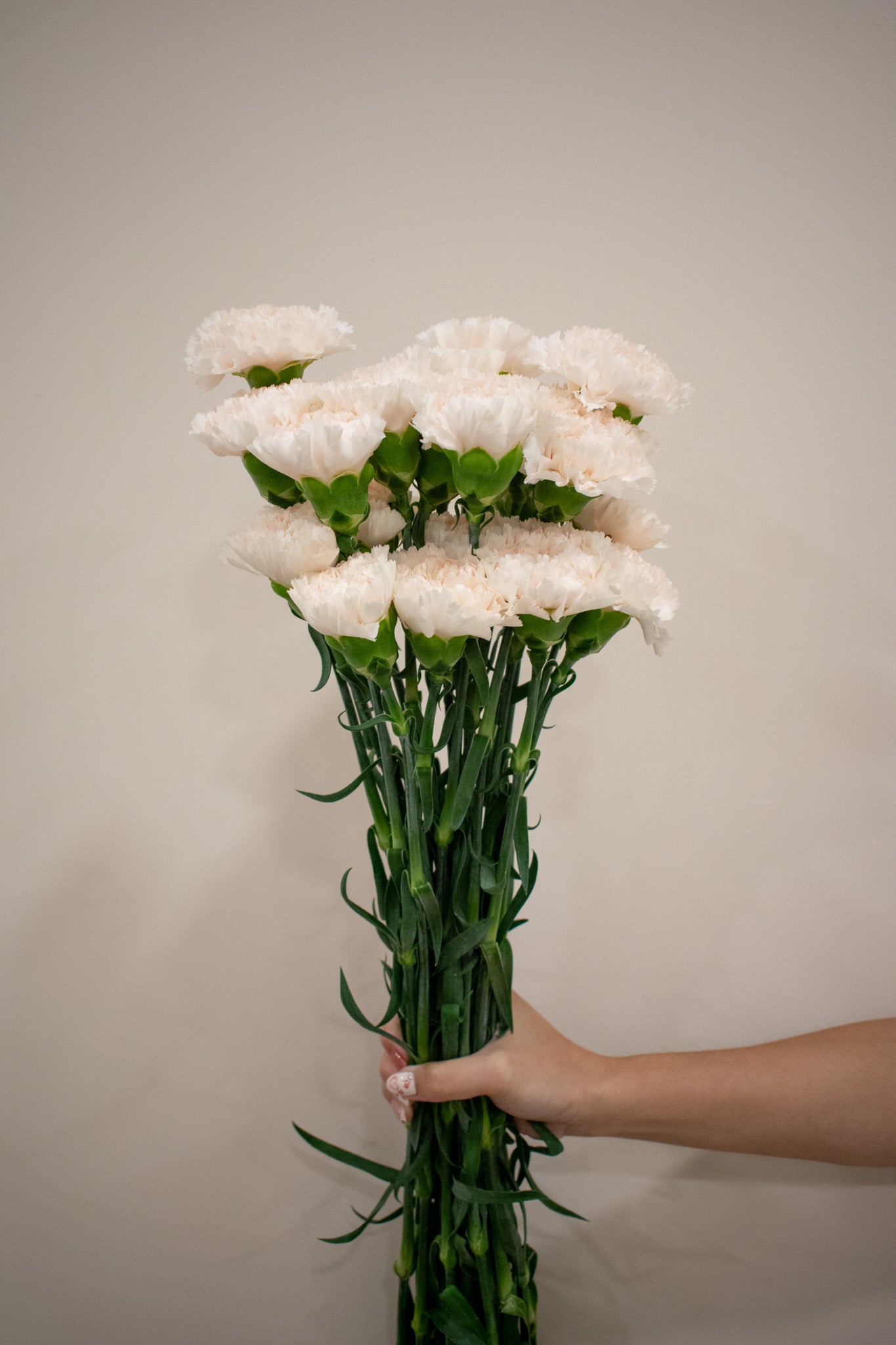 CARNATION CREAM – Maison Garden