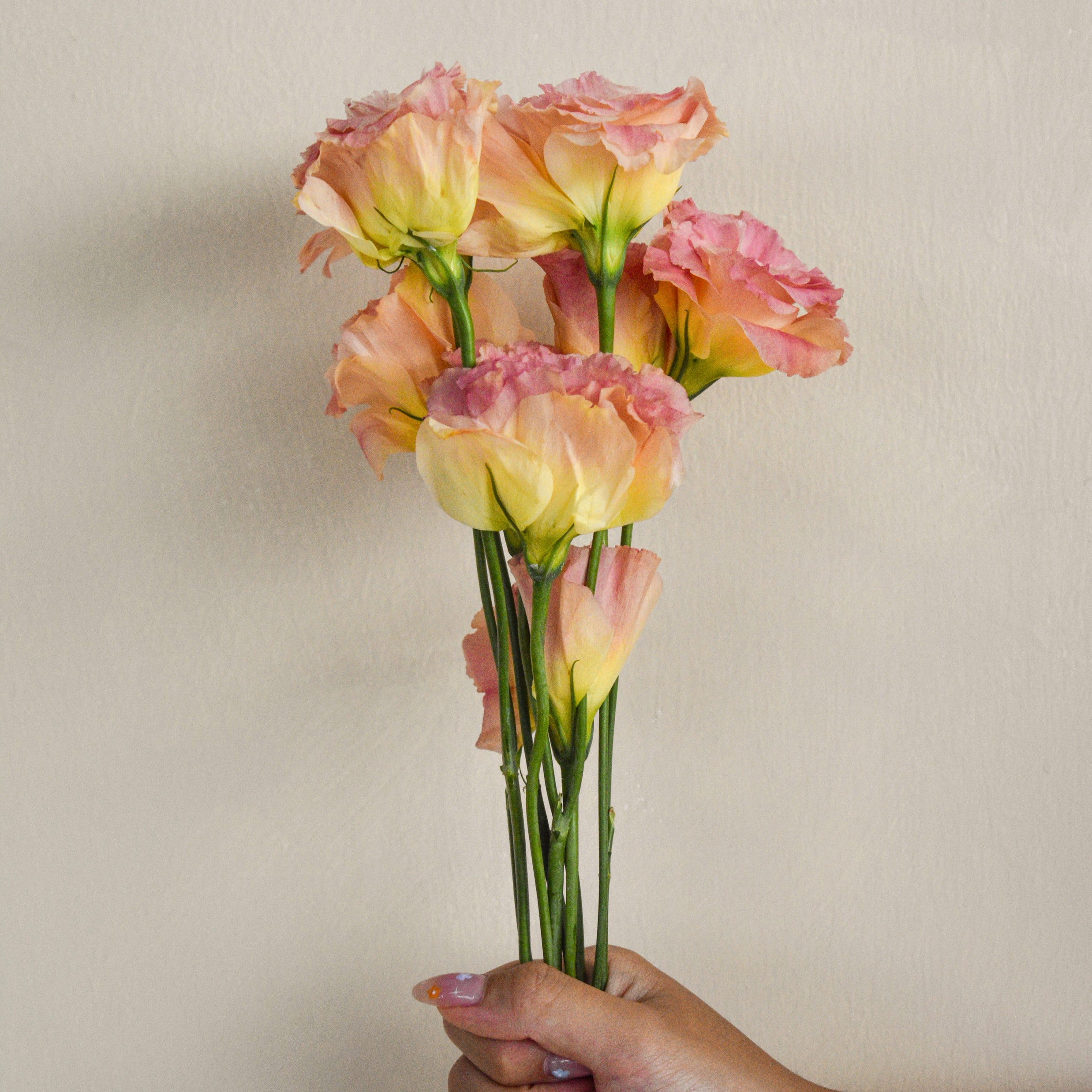 EUSTOMA CURLY CHAMPAGNE – Maison Garden