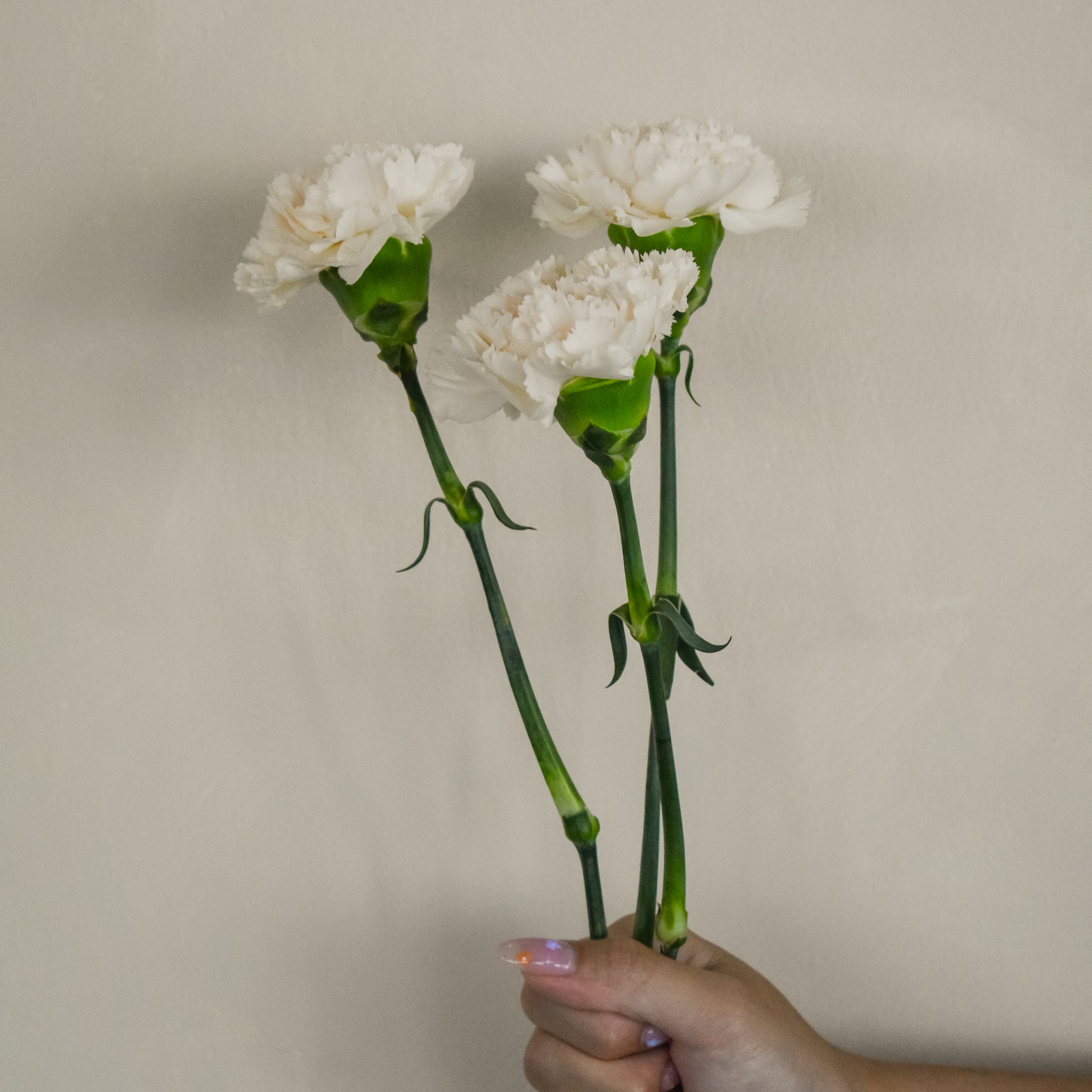 CARNATION CREAM – Maison Garden