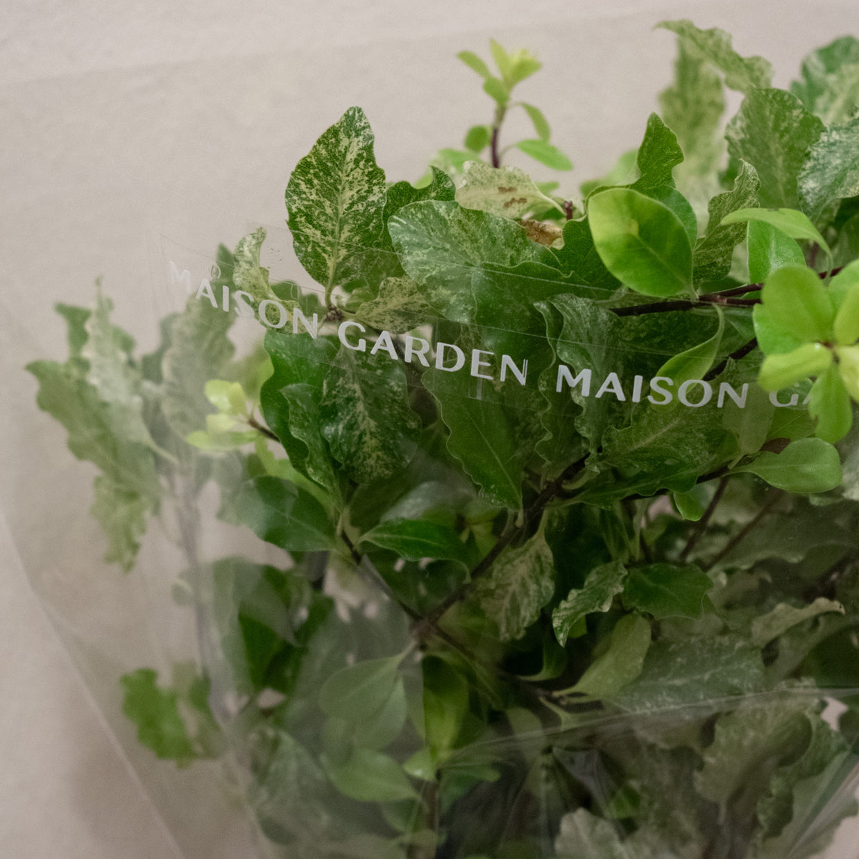 PITTOSPORUM NEVATO – Maison Garden