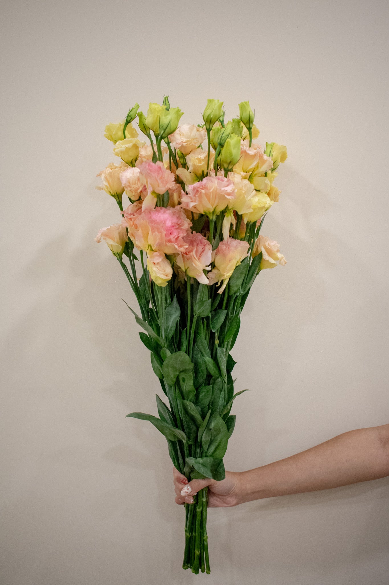 EUSTOMA CURLY CHAMPAGNE – Maison Garden