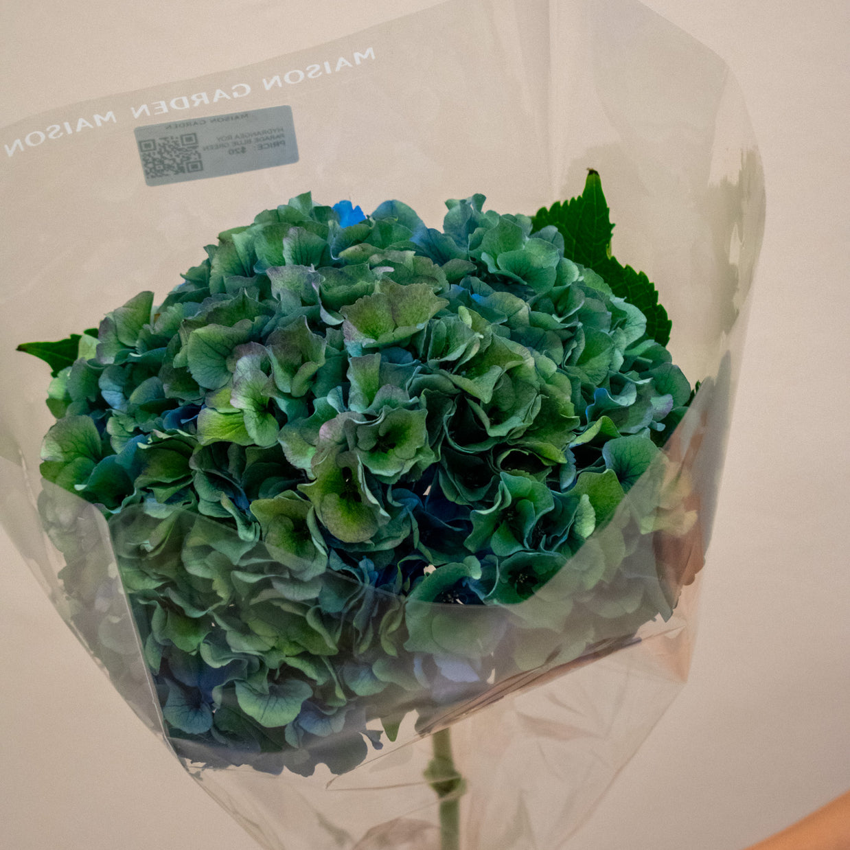 HYDRANGEA ROYAL PARADE – Maison Garden