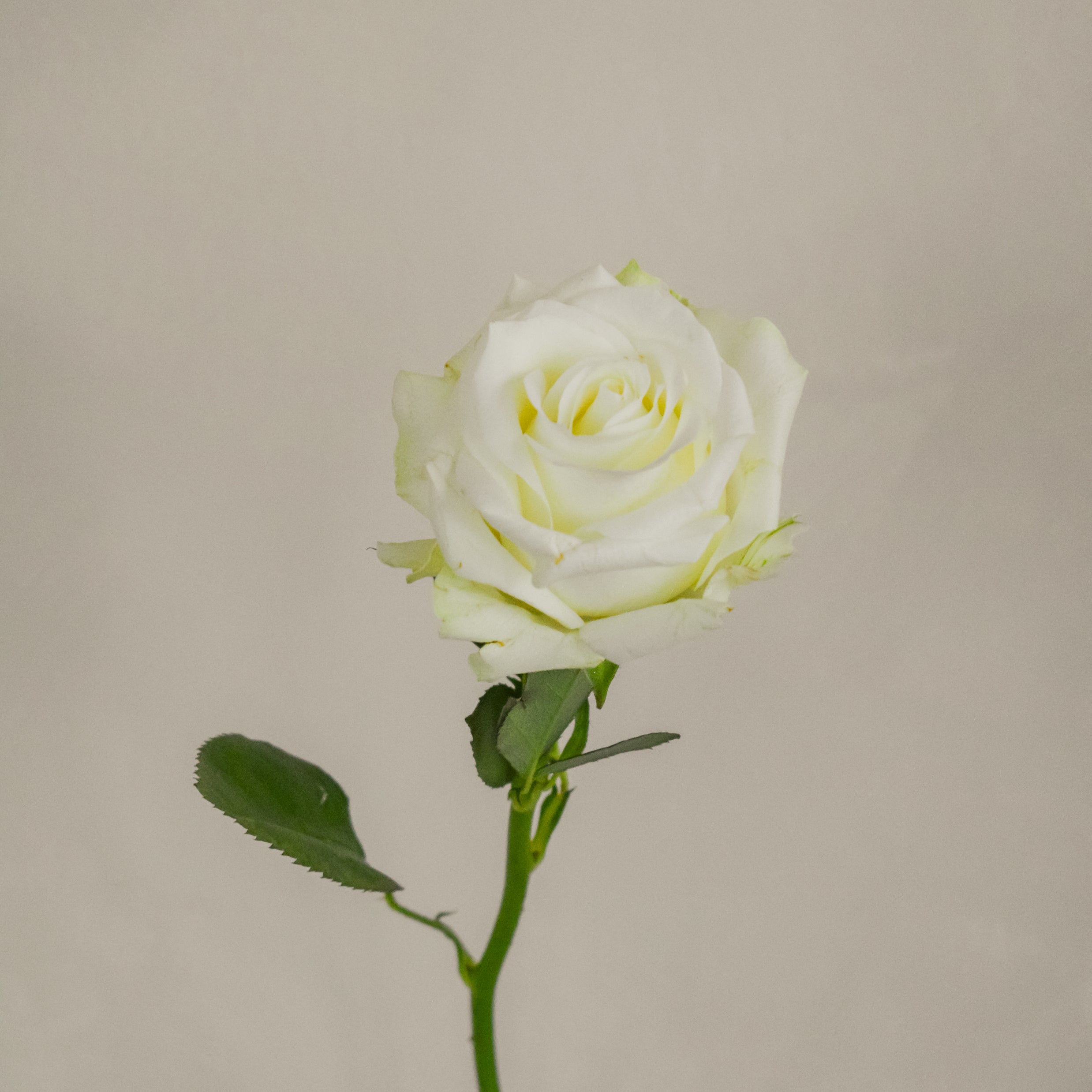 ROSE ICE BREAKER – Maison Garden