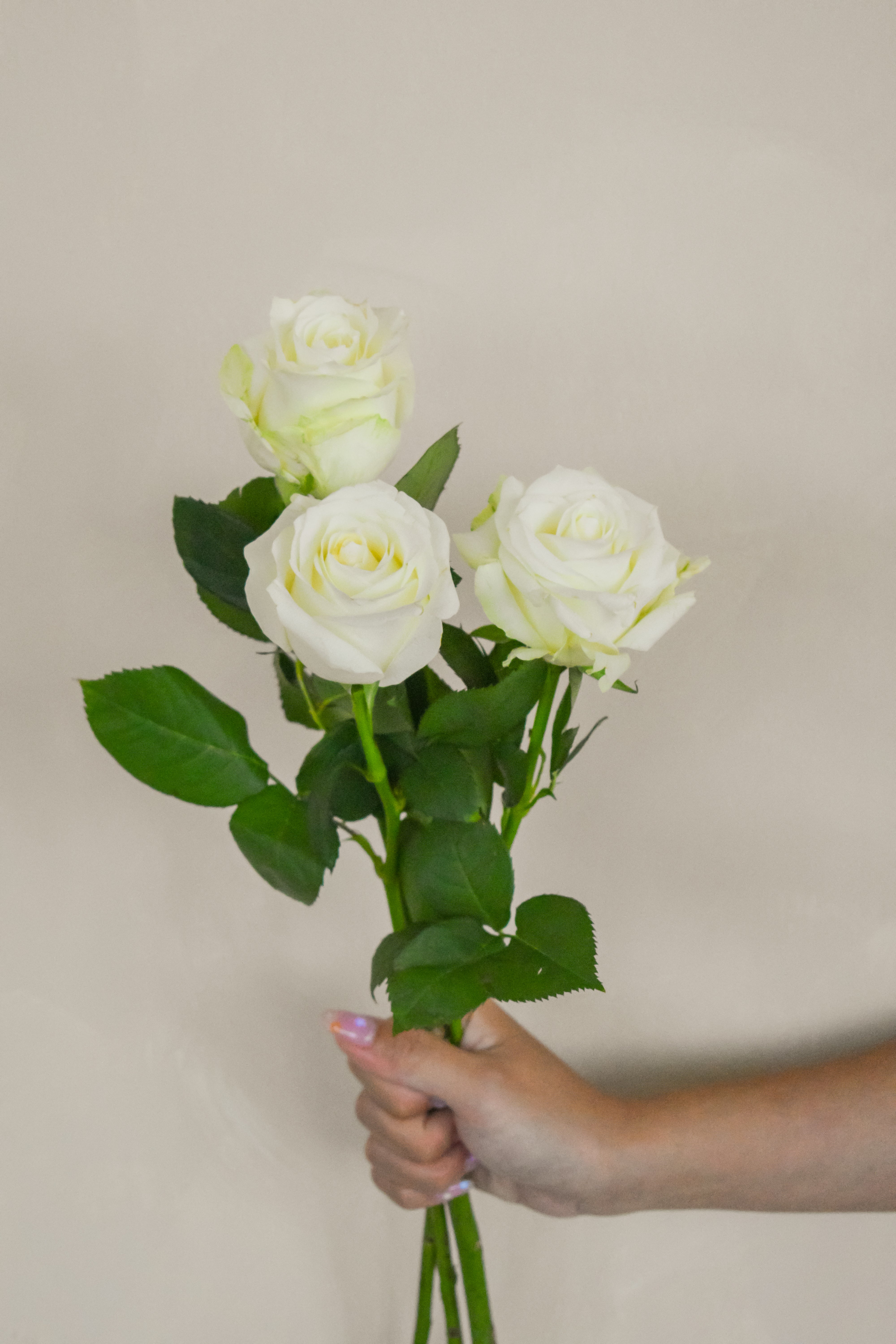ROSE ICE BREAKER – Maison Garden