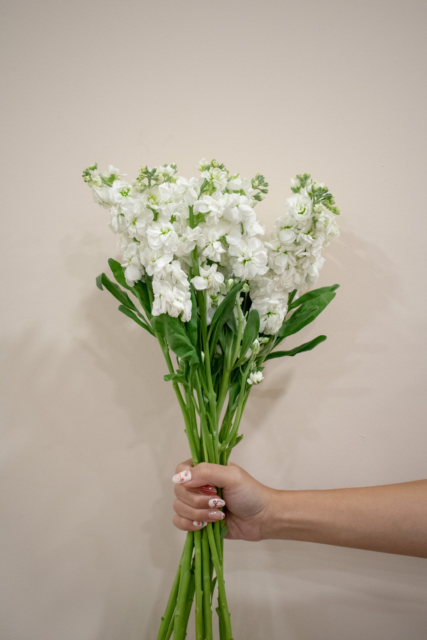 MATTHIOLA WHITE – Maison Garden