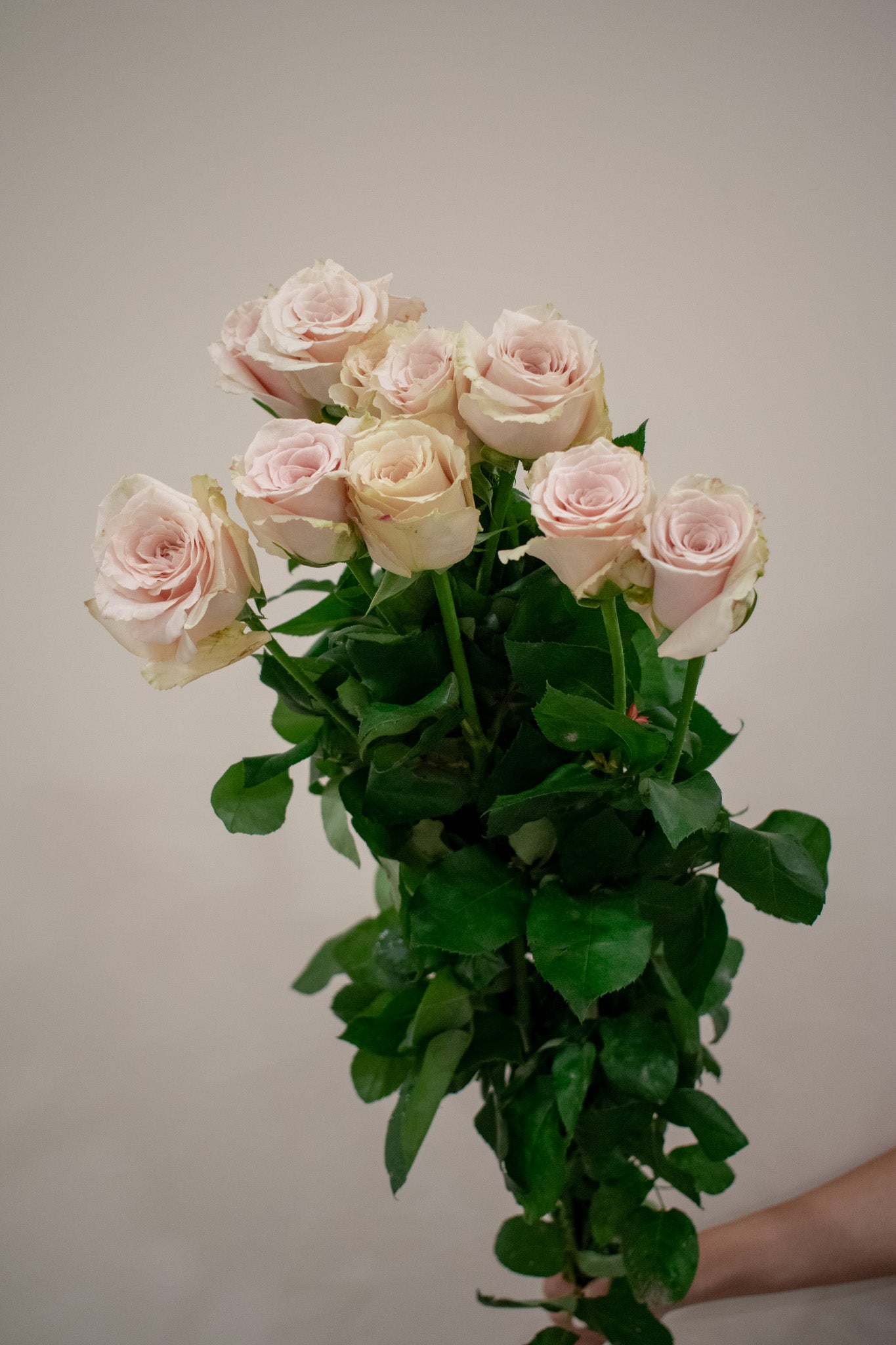 ROSE QUICKSAND – Maison Garden