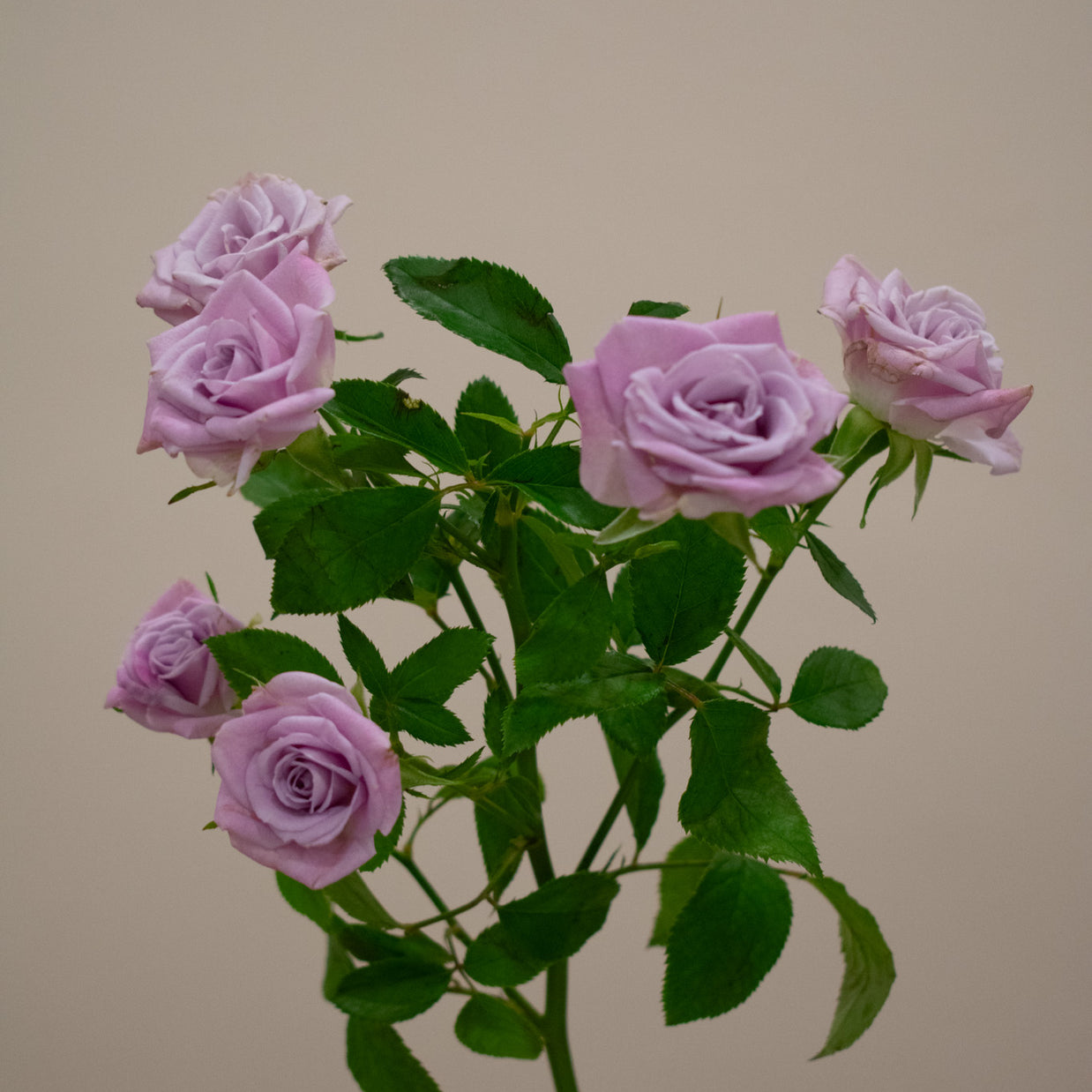 SPRAY ROSE SILVER SHADOW – Maison Garden