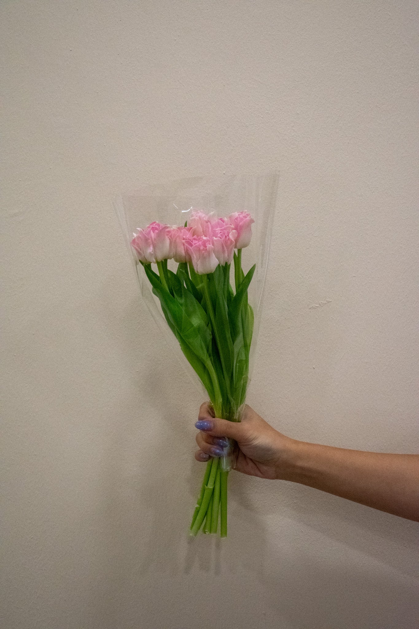 TULIP CROWN DYNASTY – Maison Garden