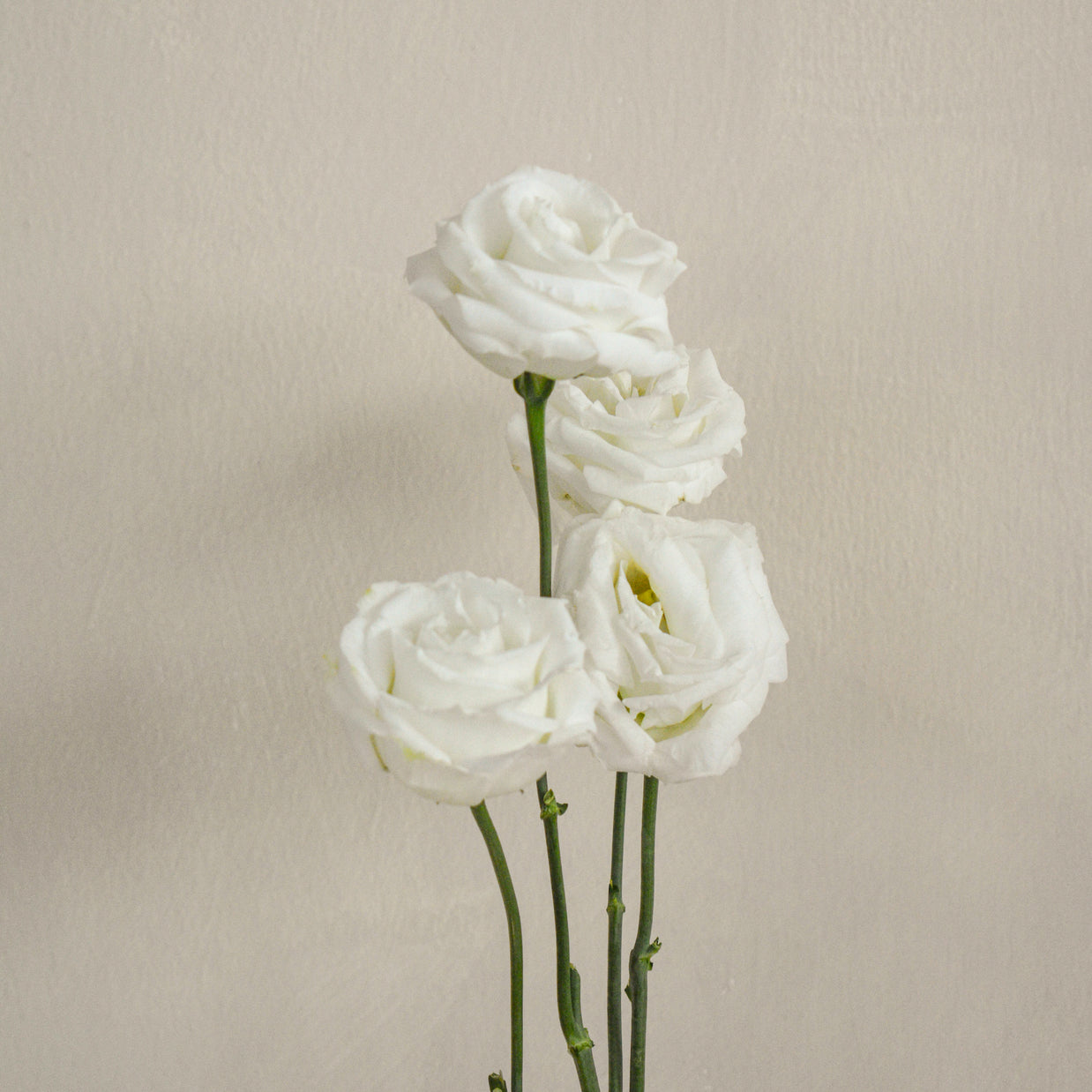 EUSTOMA WHITE – Maison Garden